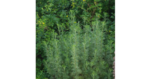 Palina arbotanová (božie drievko), Kola, cola bylinka, Artemisia ...