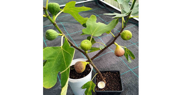 Figovník Bornholm – Ficus carica „Bornholm“ / živá bylinka, rastlinka v ...