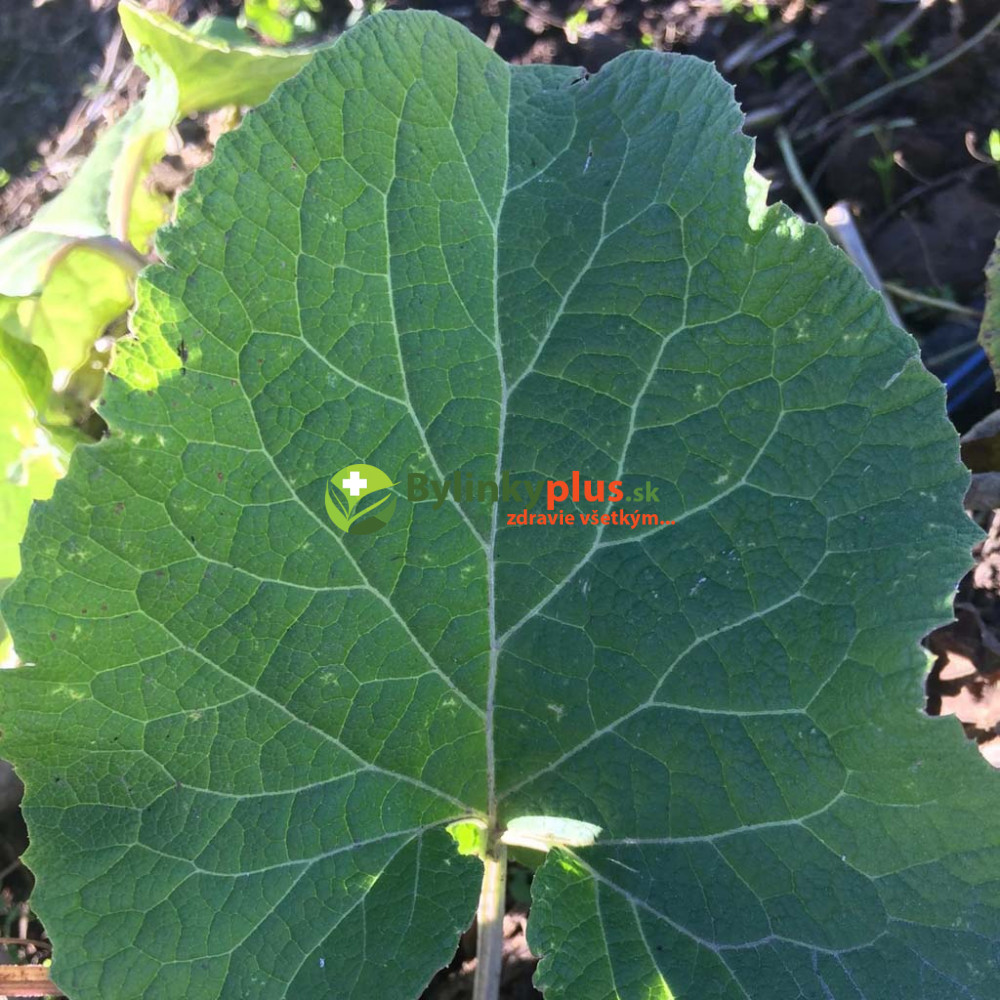 Lopúch väčší - (Arctium lappa L.) / živá rastlinka, bylinka v kvetináči