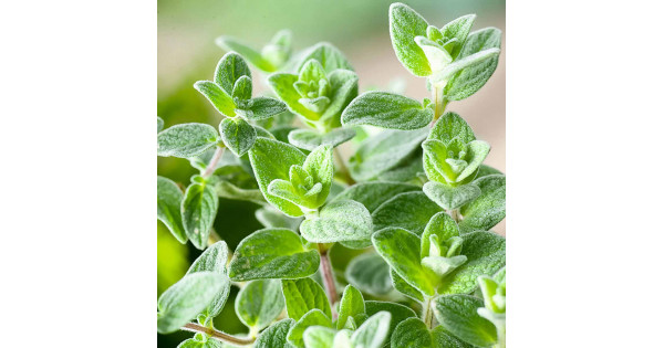 Majorán záhradný - Majoránka „Venezia“ (Origanum majorana syn. Majorana ...