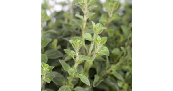 Majorán záhradný - Majoránka „Venezia“ (Origanum majorana syn. Majorana ...