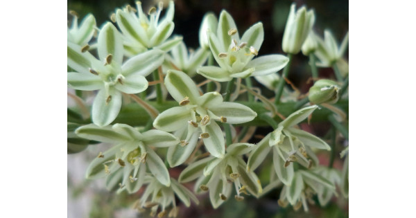 Morská cibuľa nepravá – (Ornithogalum longibracteatum L.) / živá ...