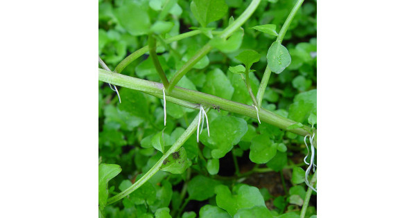 Potočnica lekárska (Nasturtium officinale L.) / živá bylinka, rastlinka ...
