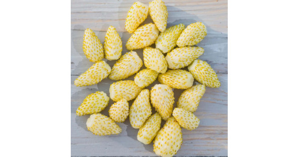Jahôdka mesačná, žltá, alpská - Fragaria Vesca „Alpine Yellow“ / živá ...